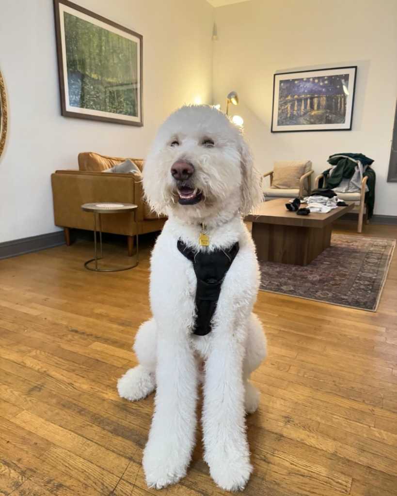 Wally turned 4 - Sunshine with Savannah